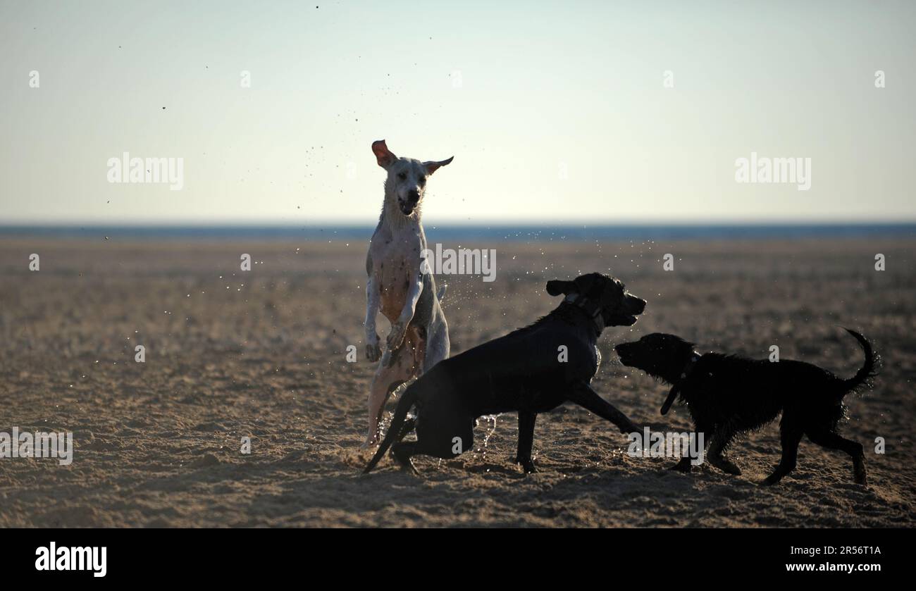 Three labrador retriever dogs playing together at the beach on a sunny day Stock Photo - Alamy