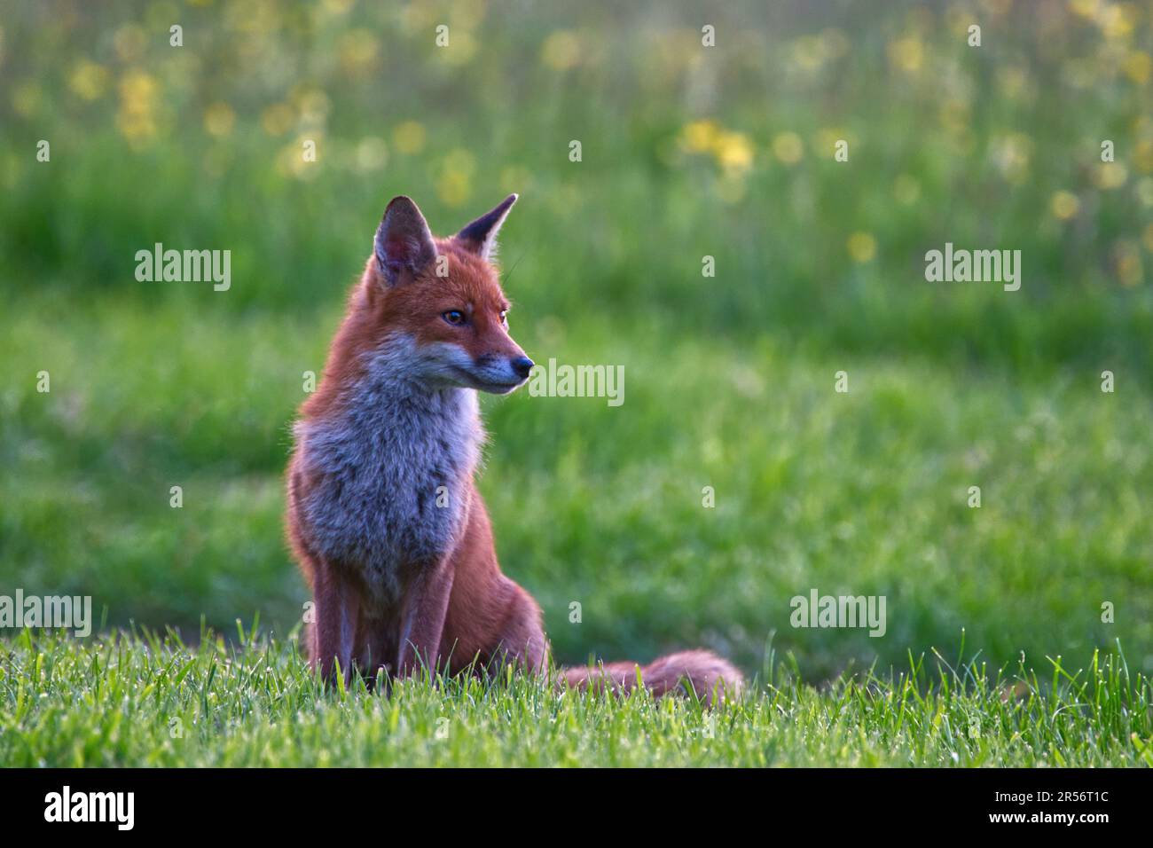 Detailed shots of red foxes hi-res stock photography and images - Alamy