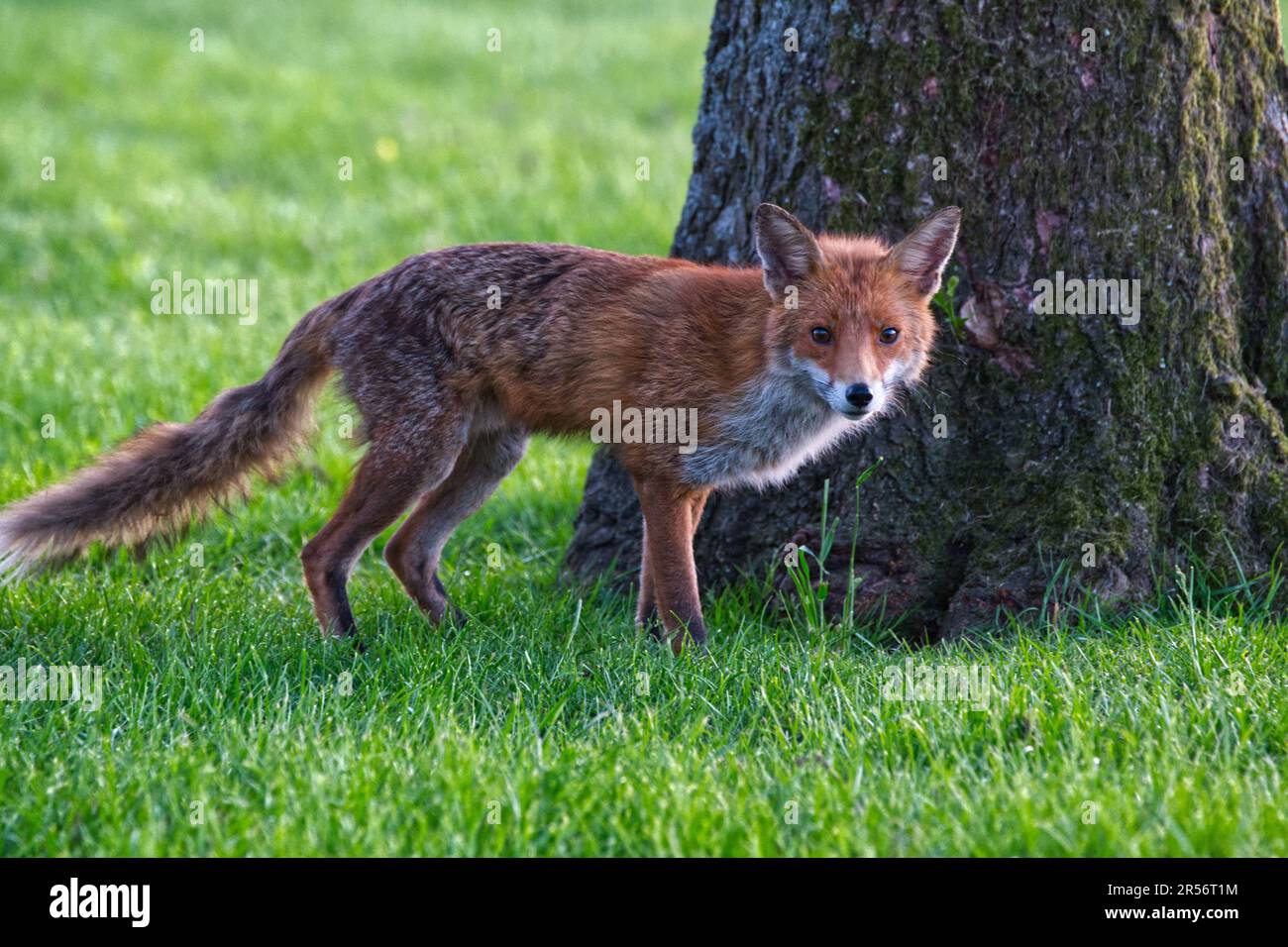 Red fox stance hi-res stock photography and images - Alamy