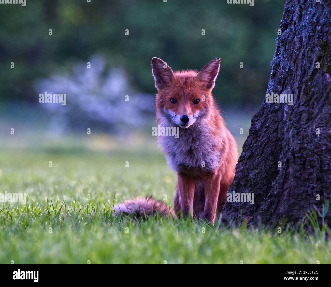 Detailed shots of red foxes hi-res stock photography and images - Alamy