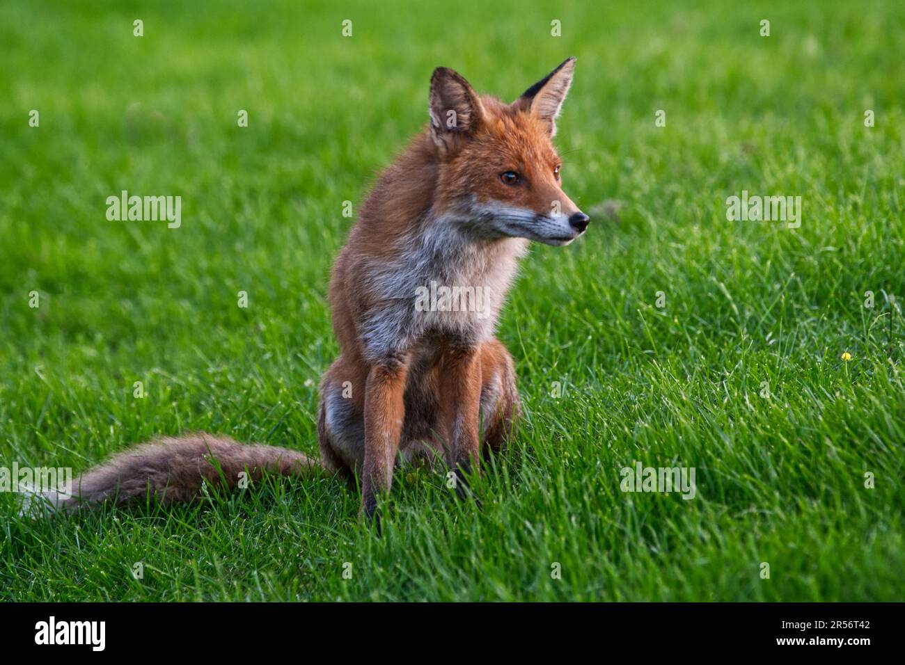 Detailed shots of red foxes hi-res stock photography and images - Alamy