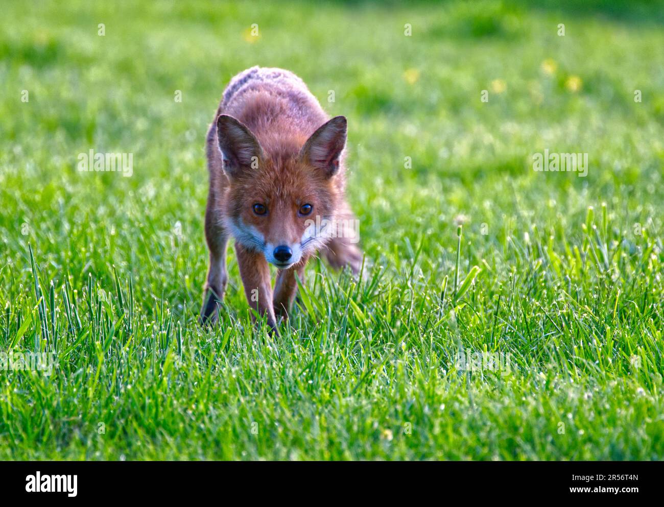 Beautiful shots of red fox hi-res stock photography and images - Alamy