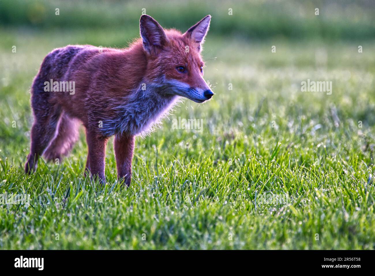 Red fox stance hi-res stock photography and images - Alamy