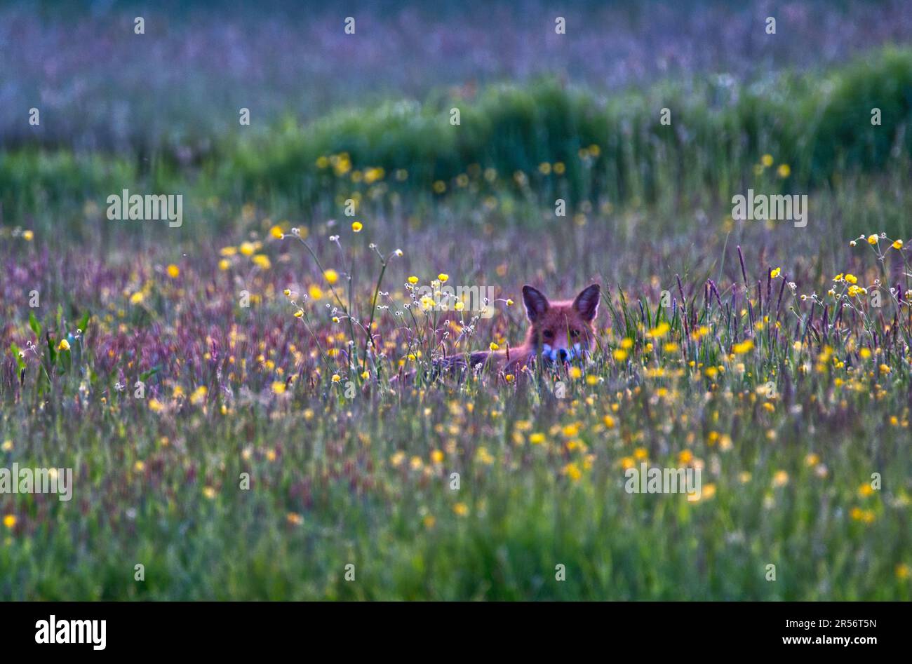 Red fox stance hi-res stock photography and images - Alamy