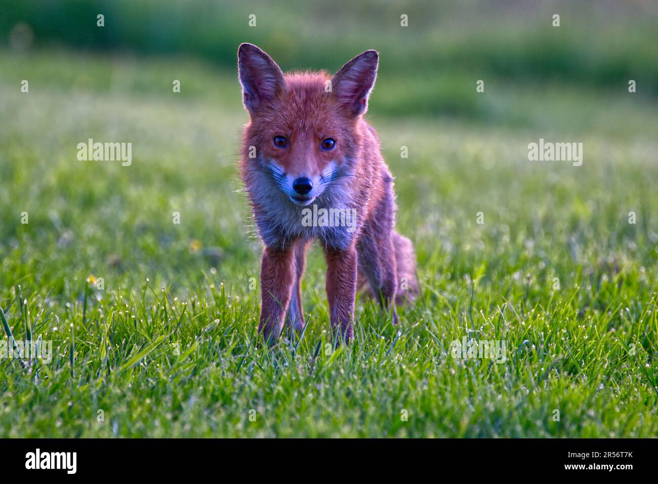 Red fox stance hi-res stock photography and images - Alamy