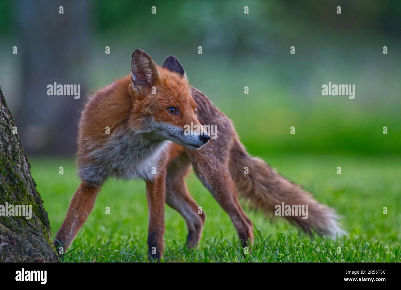 Red fox stance hi-res stock photography and images - Alamy