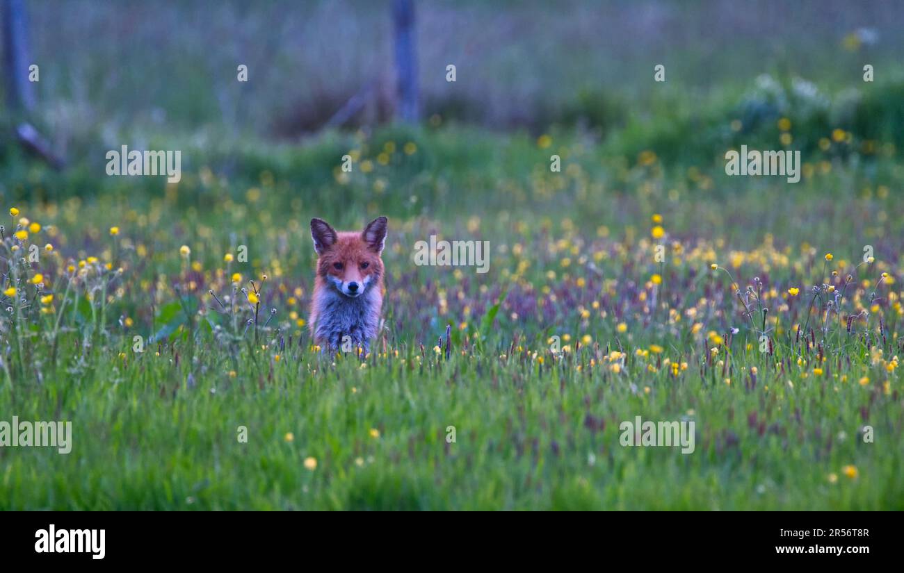 Red fox stance hi-res stock photography and images - Alamy