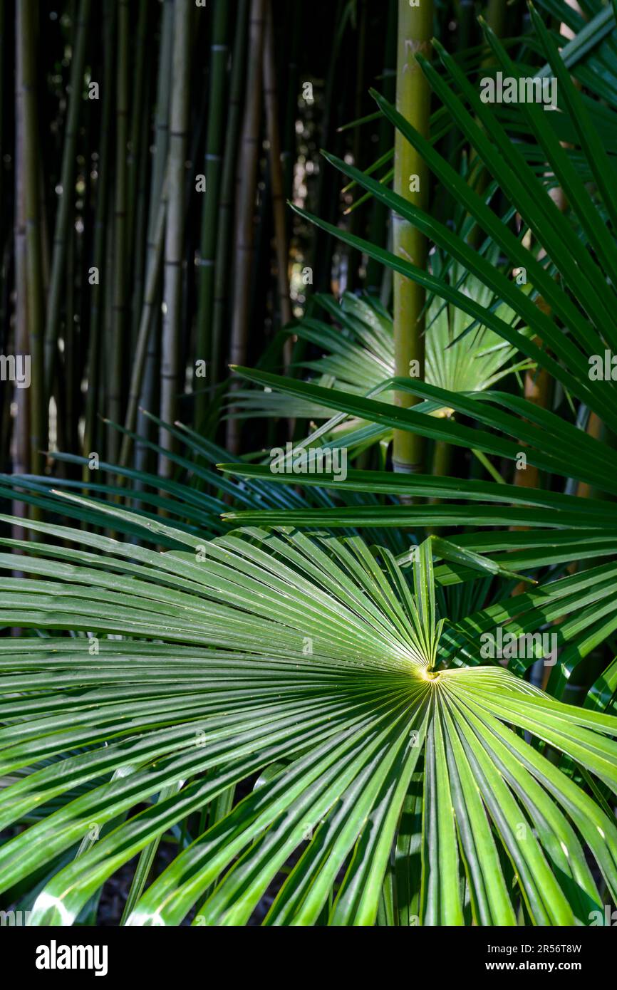 Palm leaf in a spot of light in a dark and dense tropical bamboo forest ...