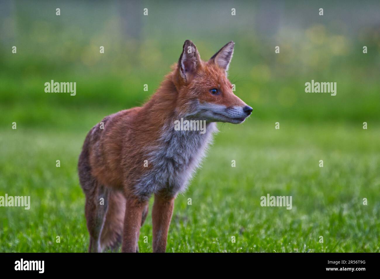 Red fox stance hi-res stock photography and images - Alamy