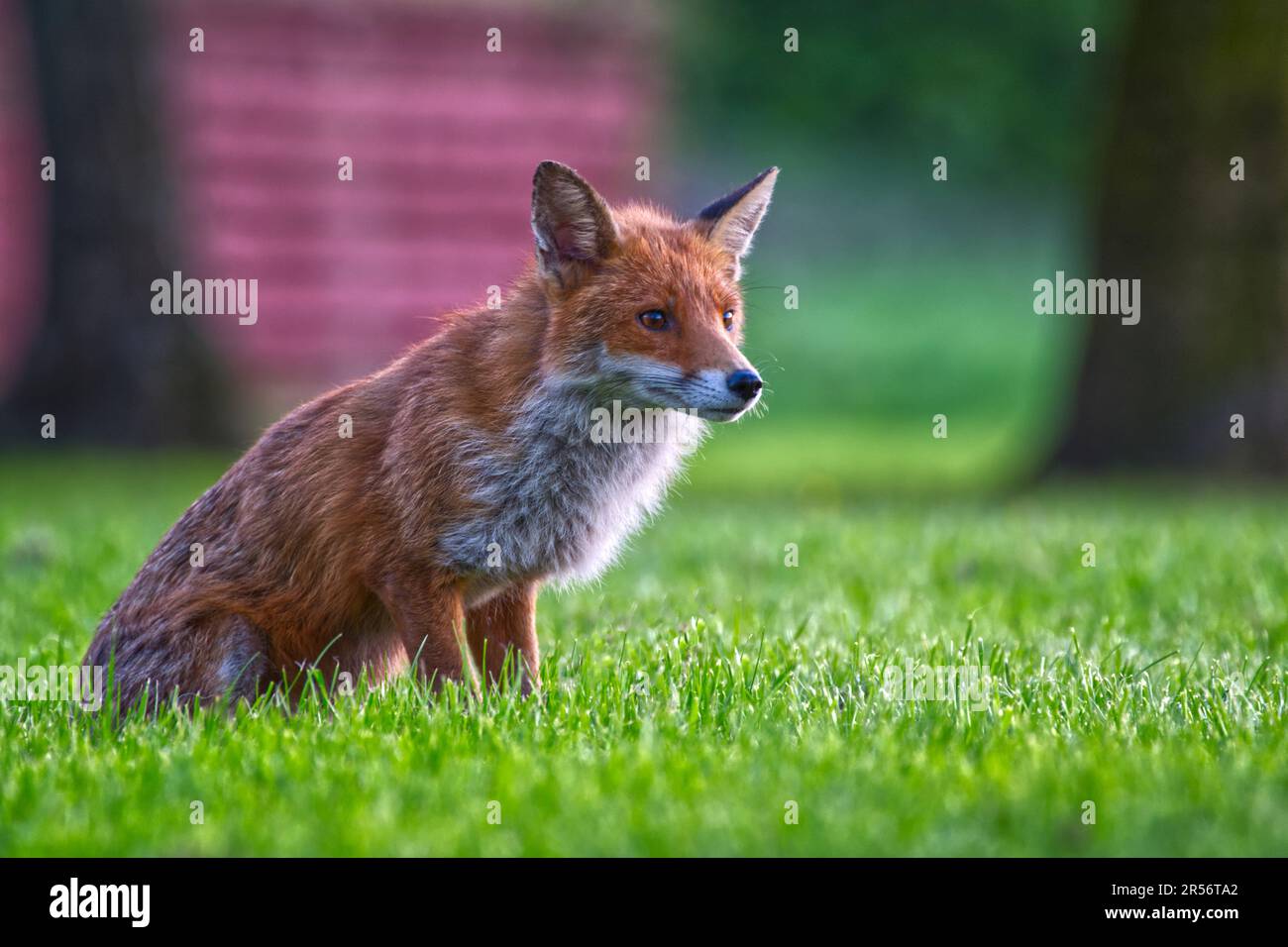 Red fox stance hi-res stock photography and images - Alamy
