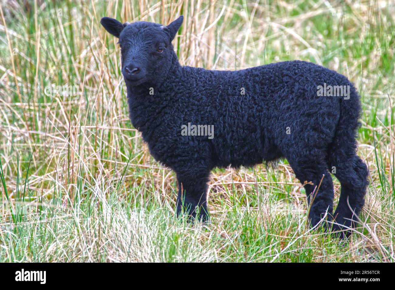 Streching pose of scottish black faced lamb hi-res stock photography ...