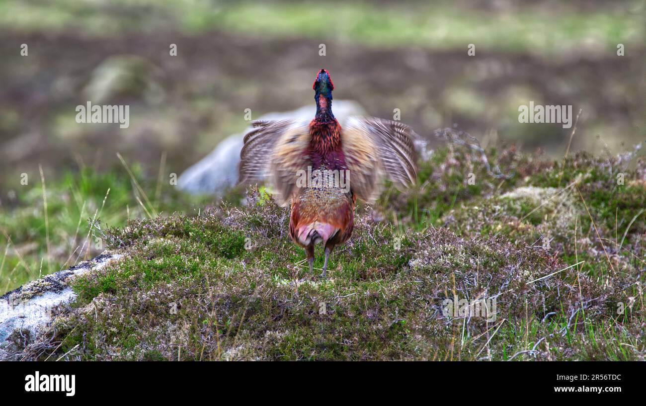Face female golden pheasant hi-res stock photography and images - Alamy