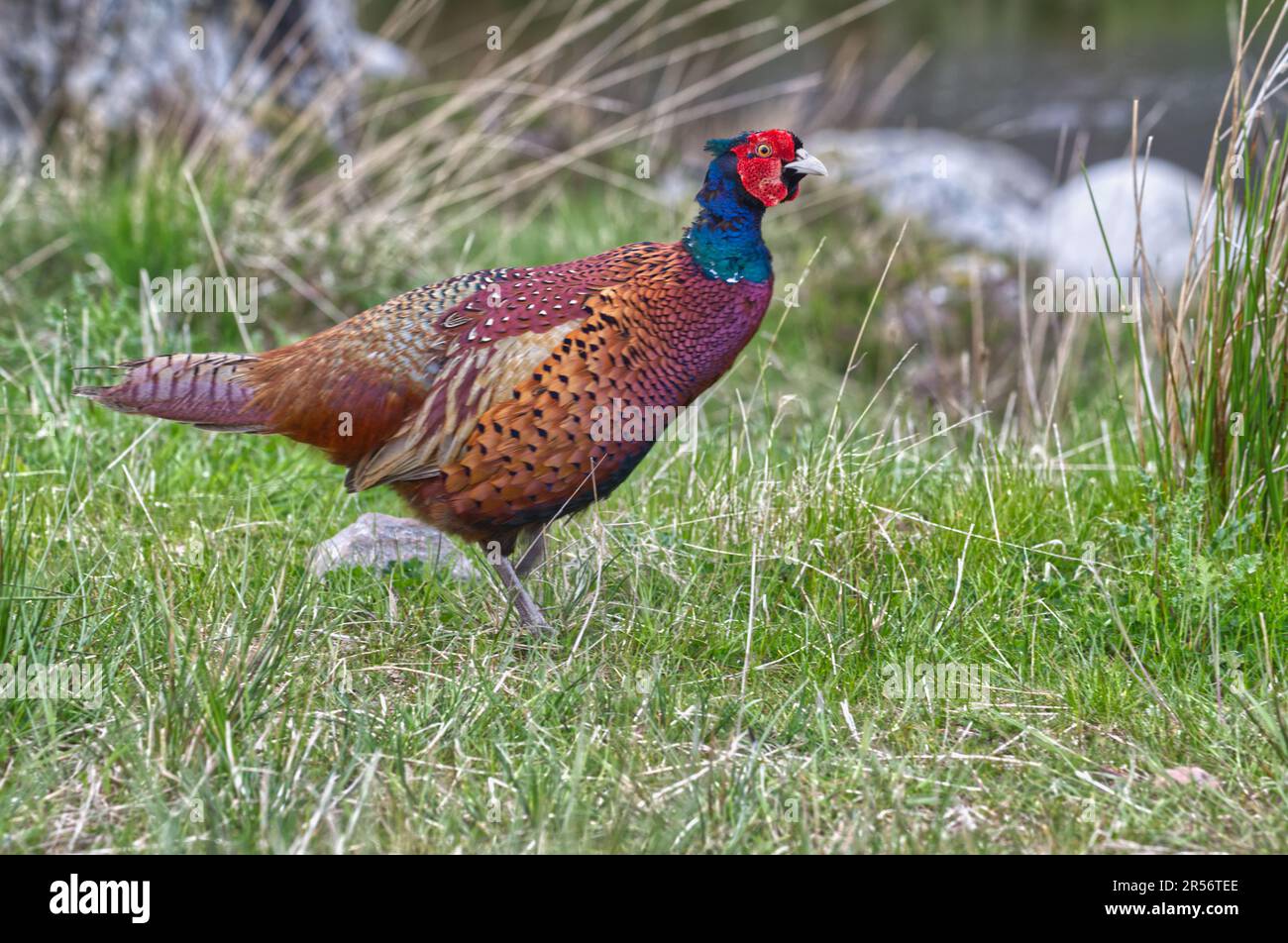 Male and female pheasants hi-res stock photography and images - Alamy