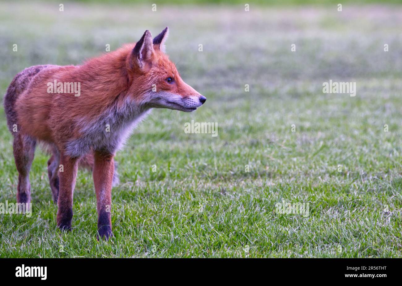 Detailed shots of red foxes hi-res stock photography and images - Alamy