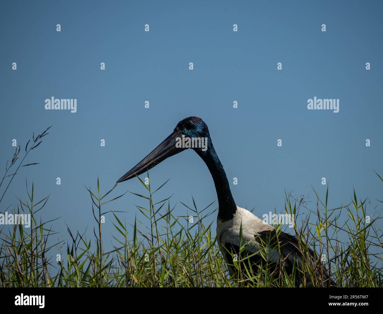 Jabiru black-necked stork in wetlands Darwin, Australia Stock Photo - Alamy