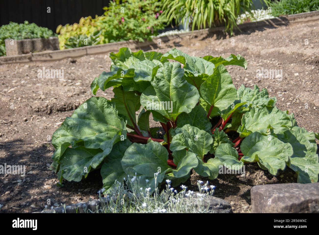 Rabarb cultivation hi-res stock photography and images - Alamy