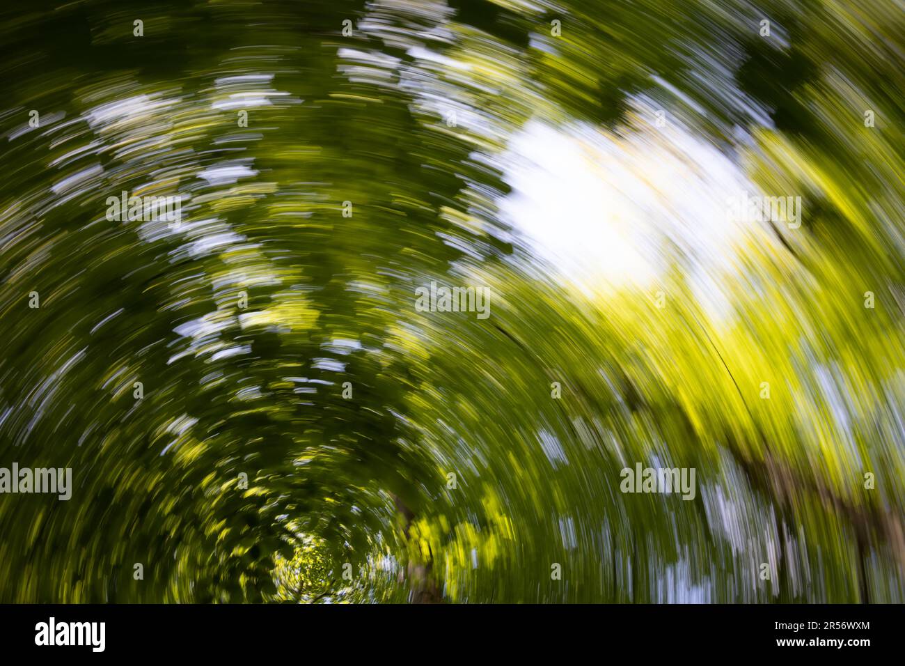 Treetops in the forest spin like in a drug rush Stock Photo - Alamy