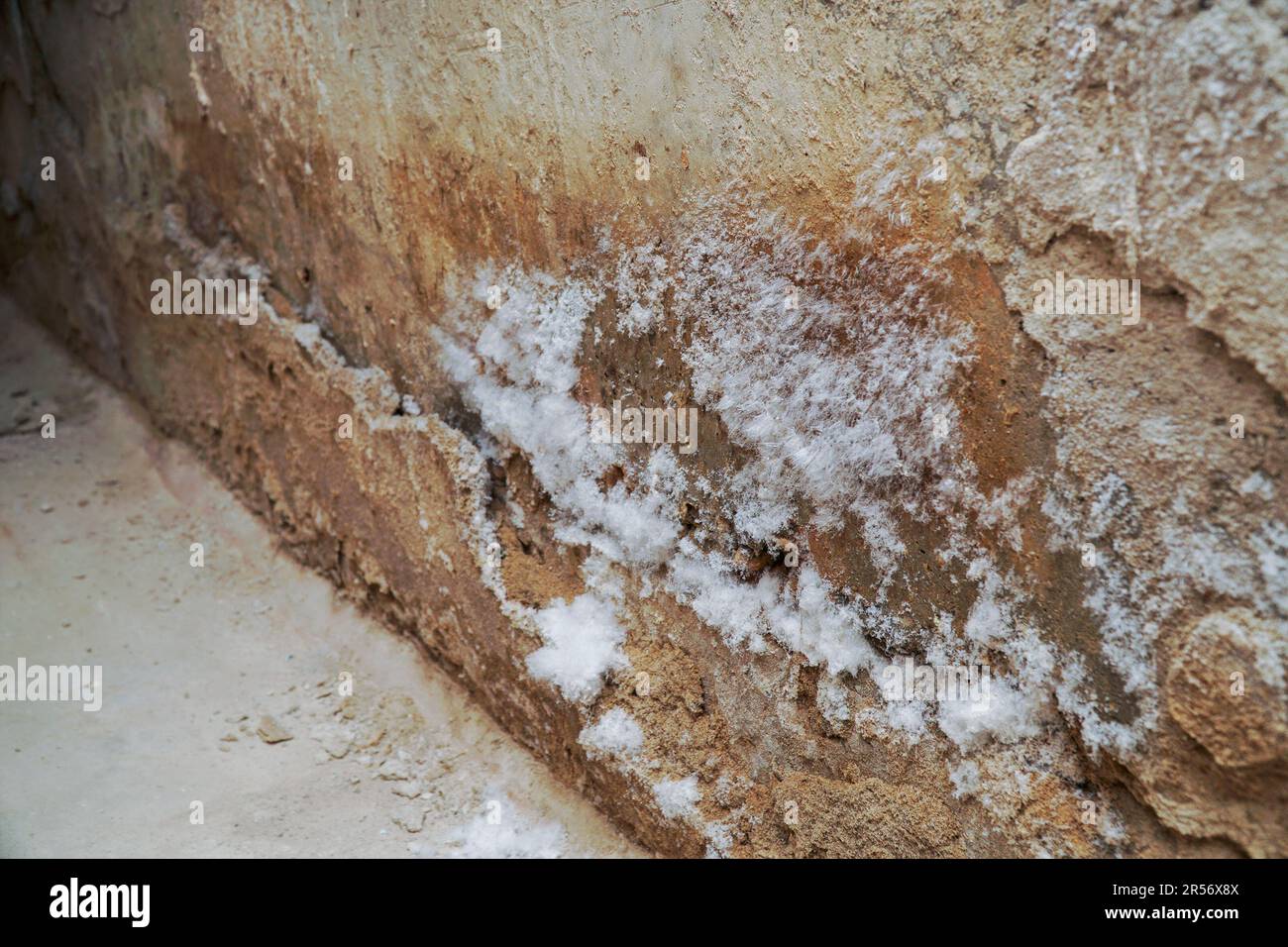 White mold basement hi-res stock photography and images - Alamy