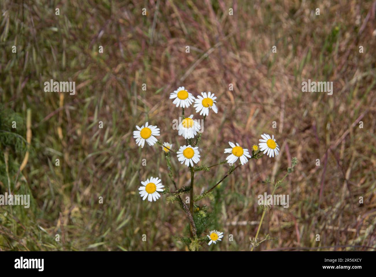 wild camomile on long stems in the meadow Stock Photo - Alamy