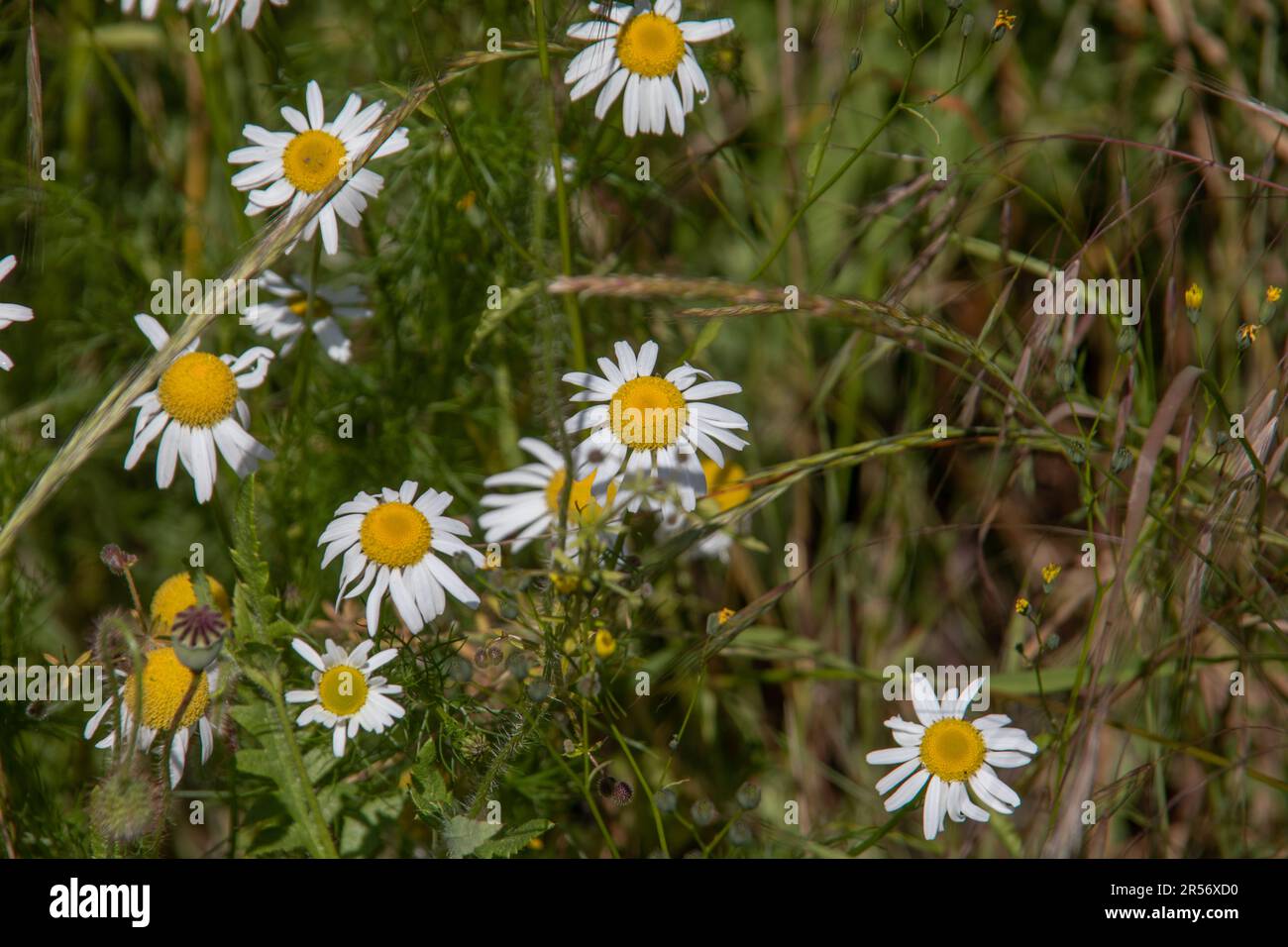 wild camomile on long stems in the meadow Stock Photo - Alamy