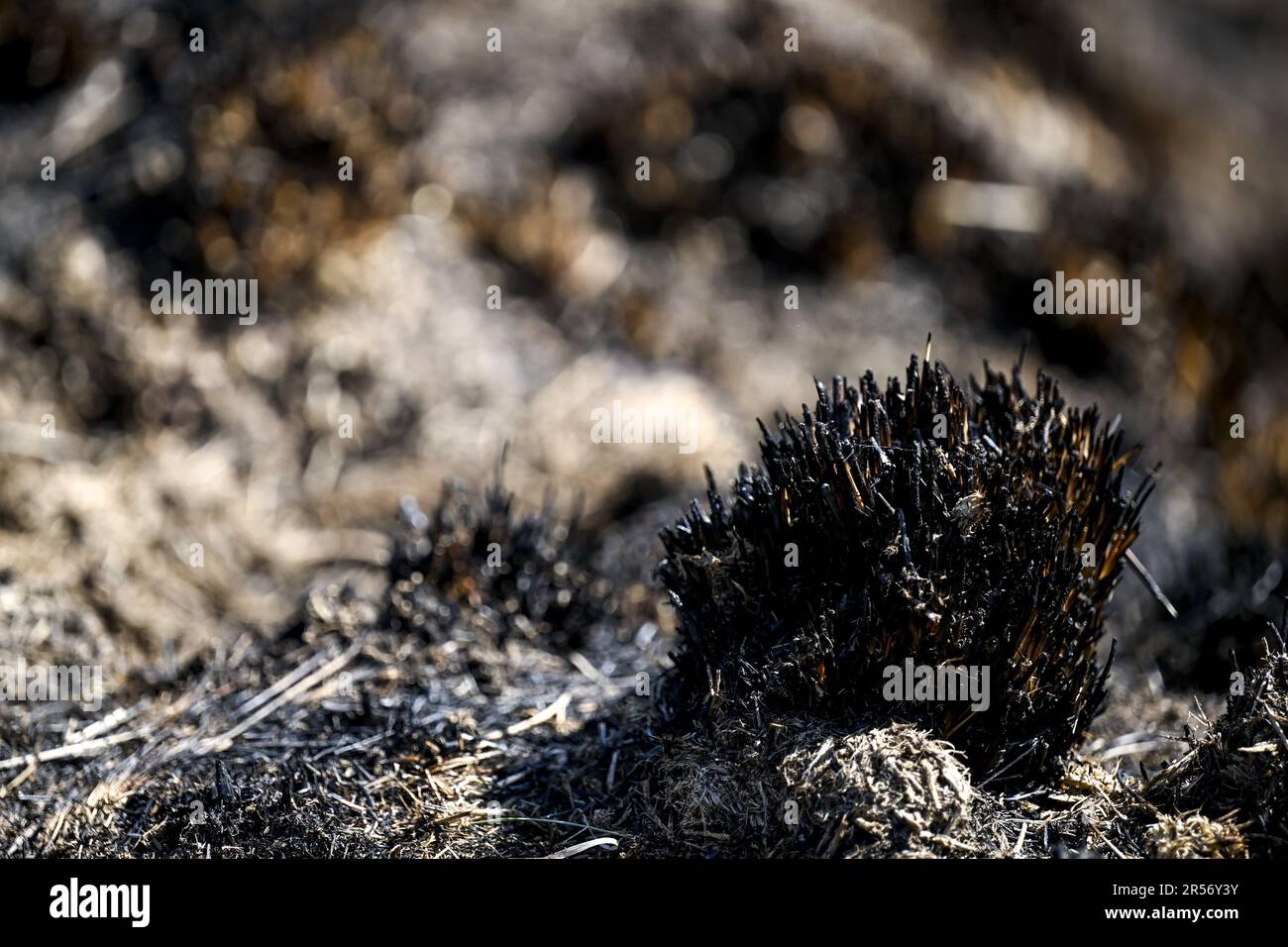 Eupen, Belgium. 01st June, 2023. Illustration shows some burnt ...