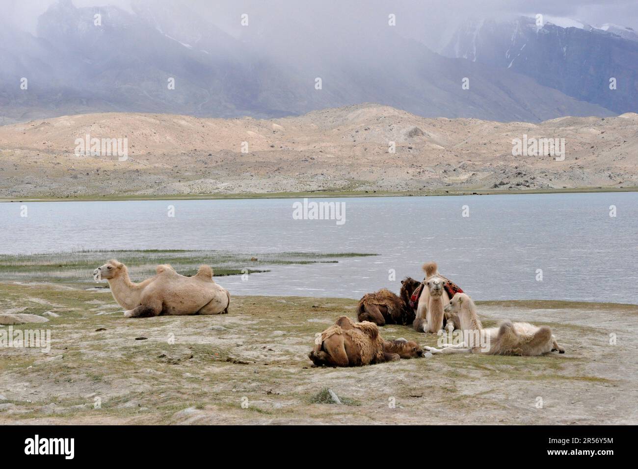 Karakul hi-res stock photography and images - Alamy