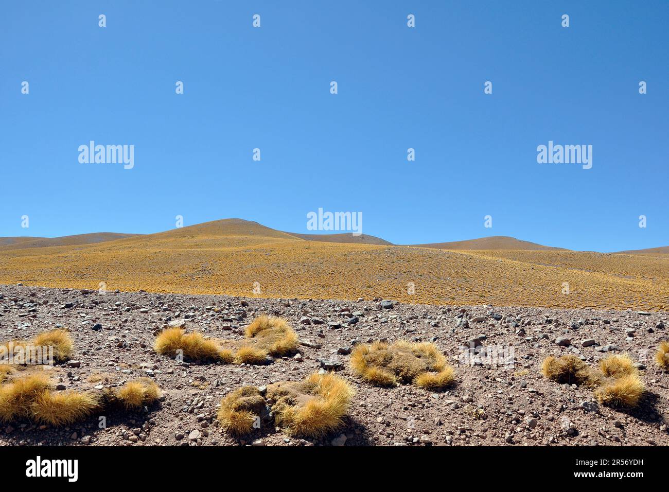 Landscape of the puna desert hi-res stock photography and images - Alamy