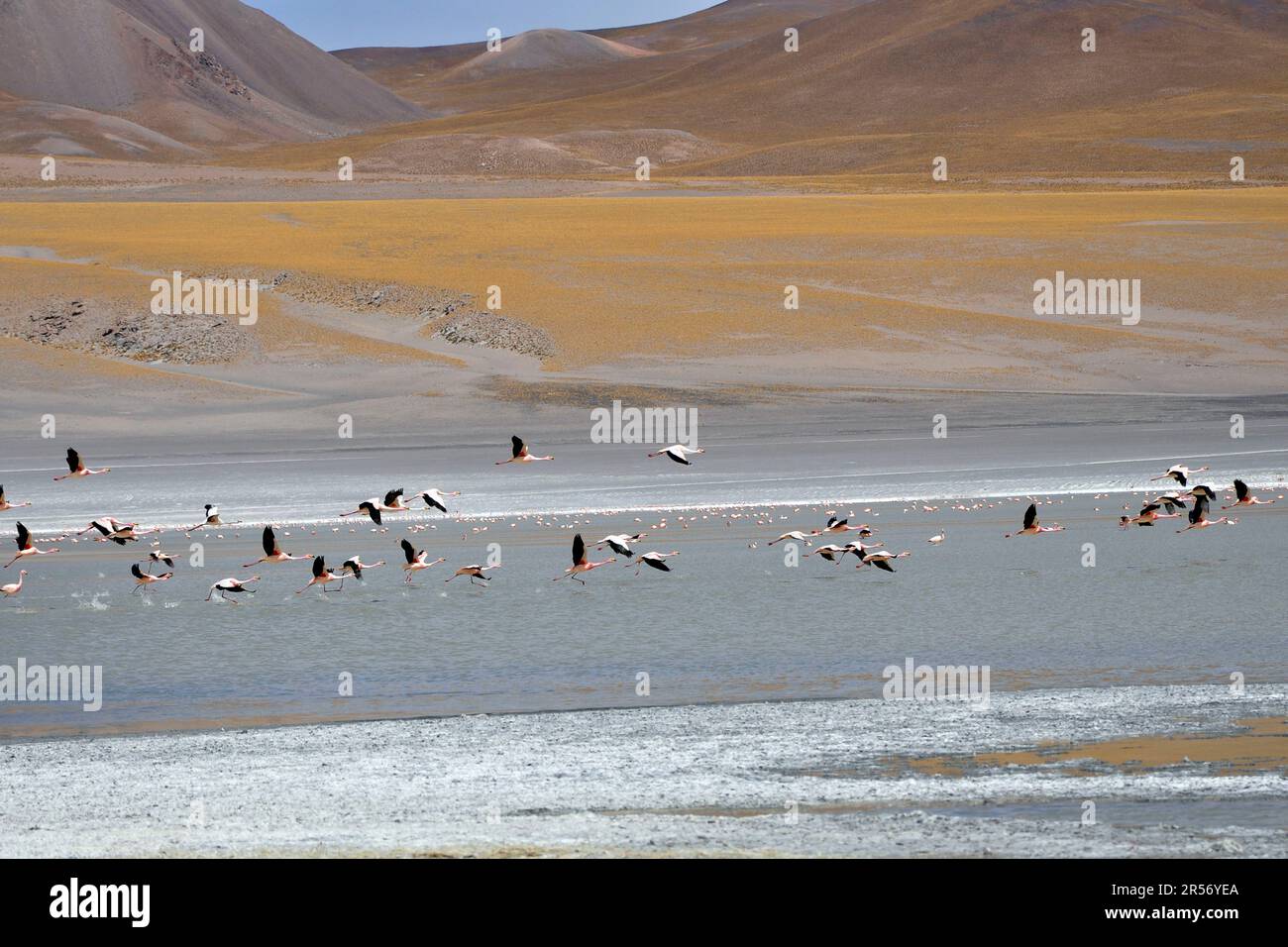 Argentina. Salta region. Puna desert Stock Photo - Alamy