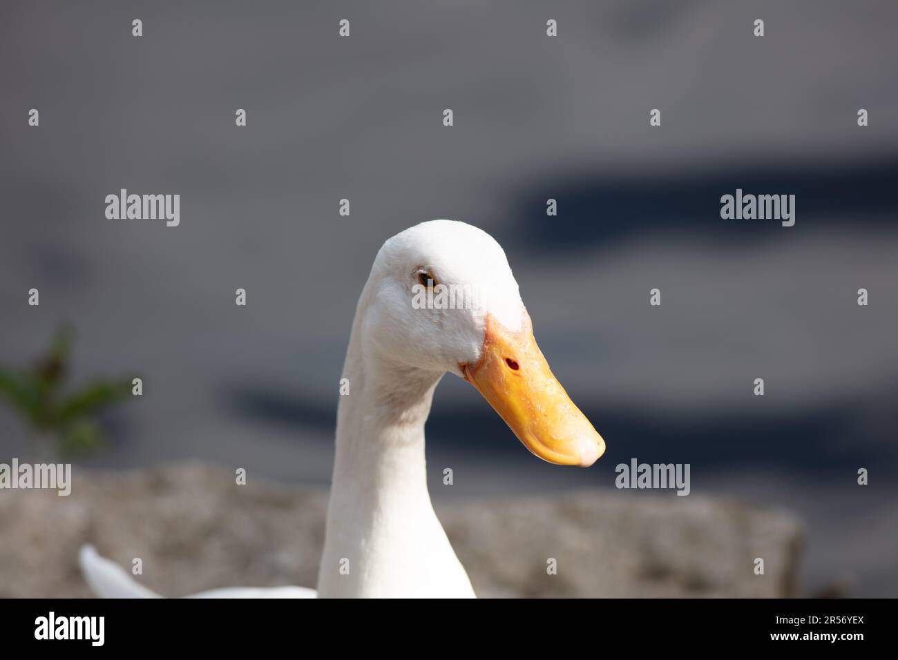 All white duck hi-res stock photography and images - Alamy