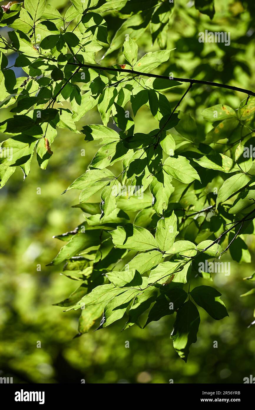 Green leaves bush tree hi-res stock photography and images - Alamy