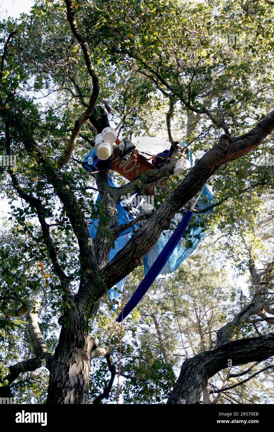 Jessica Walsh sits in an oak tree in front of Memorial Stadium in ...