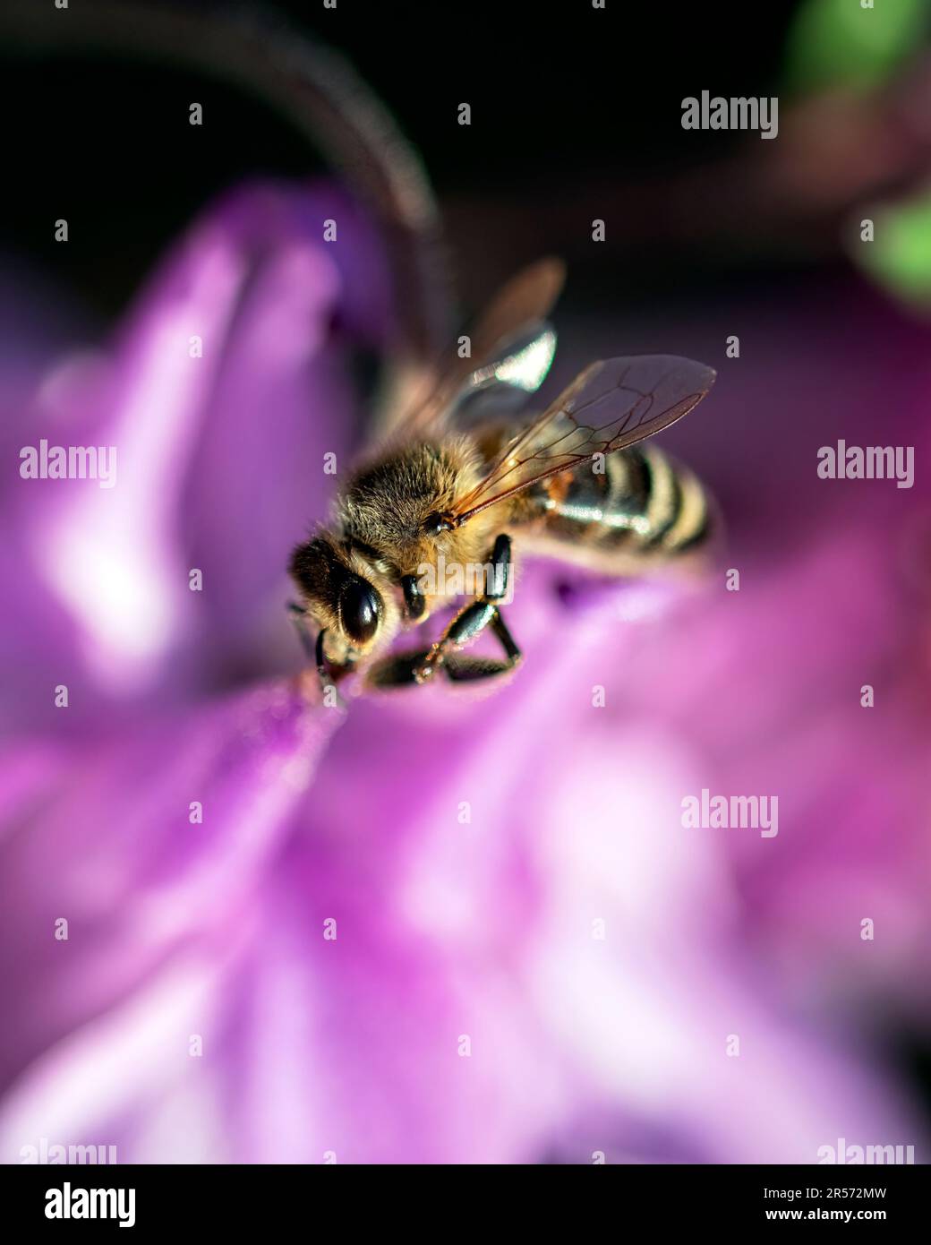 A honey bee collectin pollen from a purple flower Stock Photo - Alamy