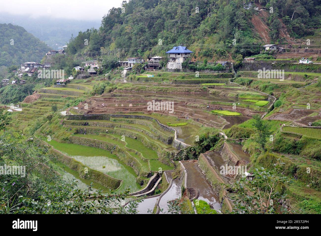 Philippines. Banaue rice fields Stock Photo - Alamy