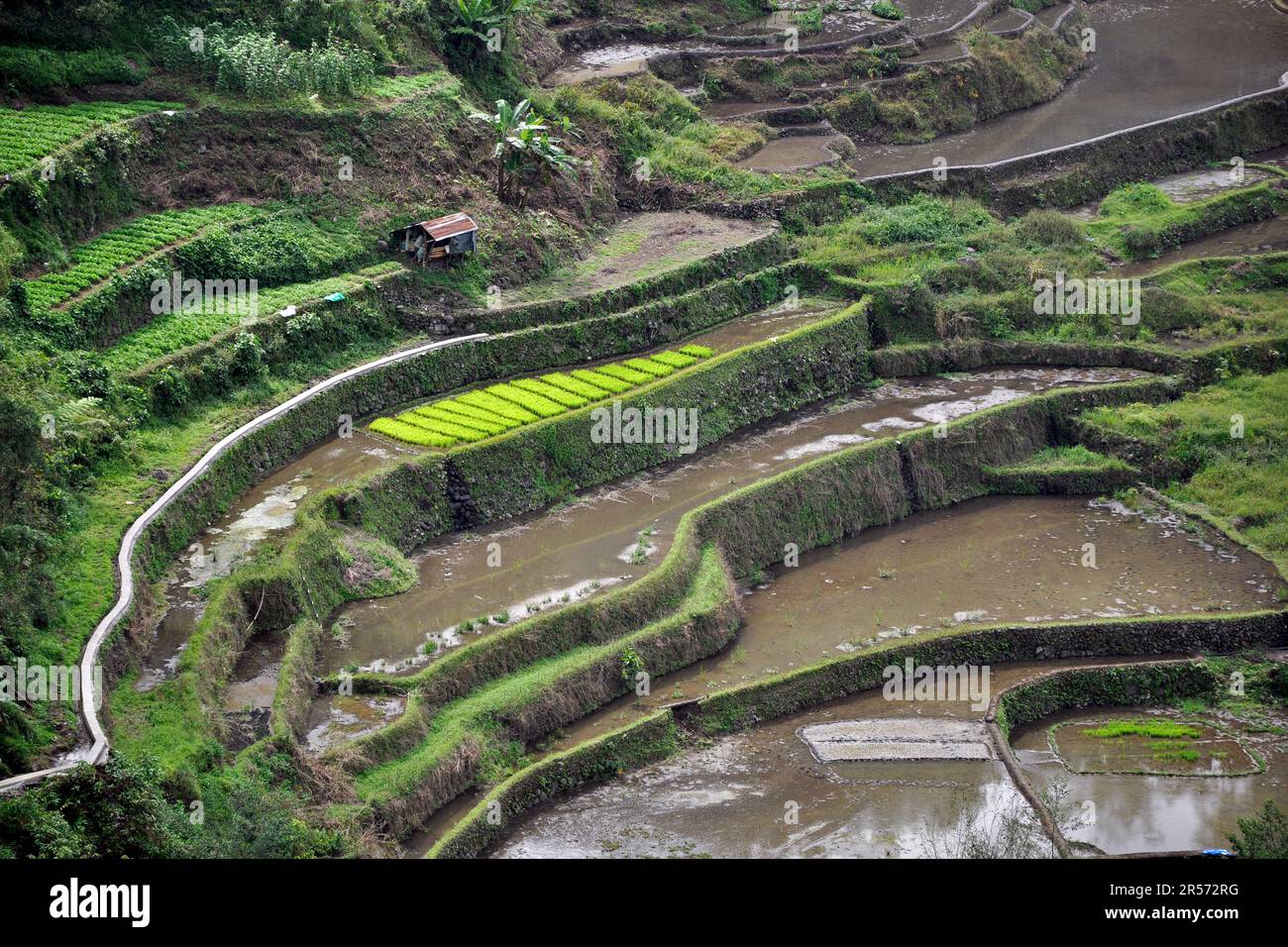 Philippines. Banaue rice fields Stock Photo - Alamy