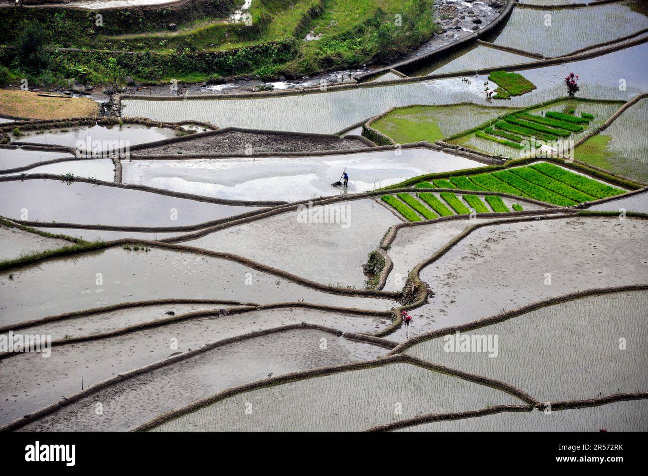 Philippines. Banaue rice fields Stock Photo - Alamy