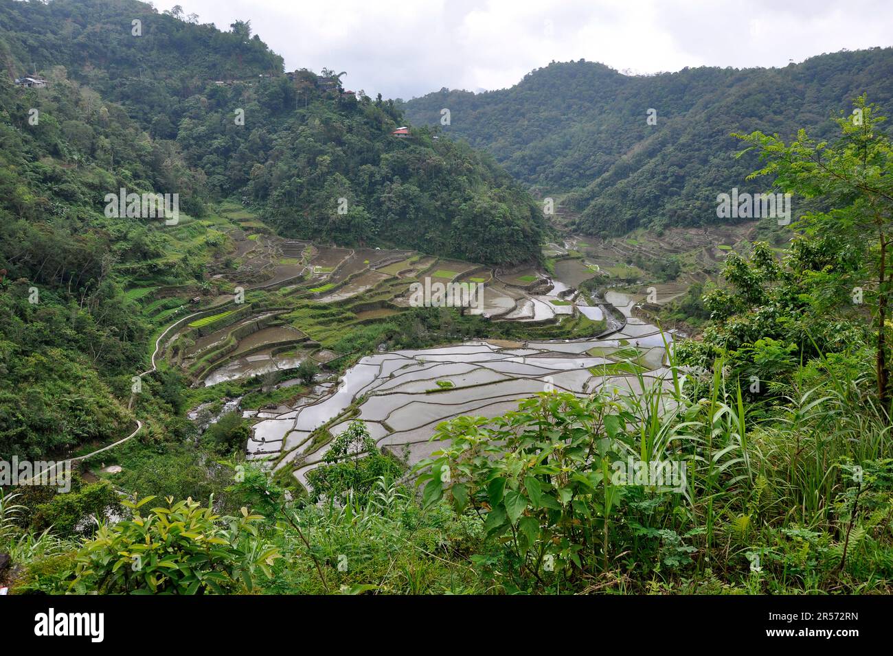 Philippines. Banaue rice fields Stock Photo - Alamy