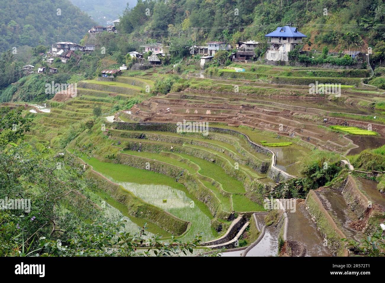Philippines. Banaue rice fields Stock Photo - Alamy
