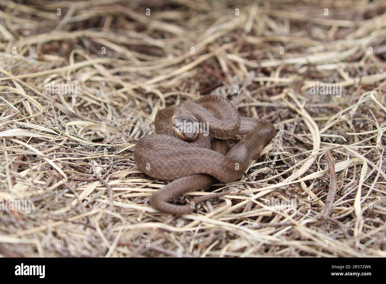 Heathland snake hi-res stock photography and images - Alamy