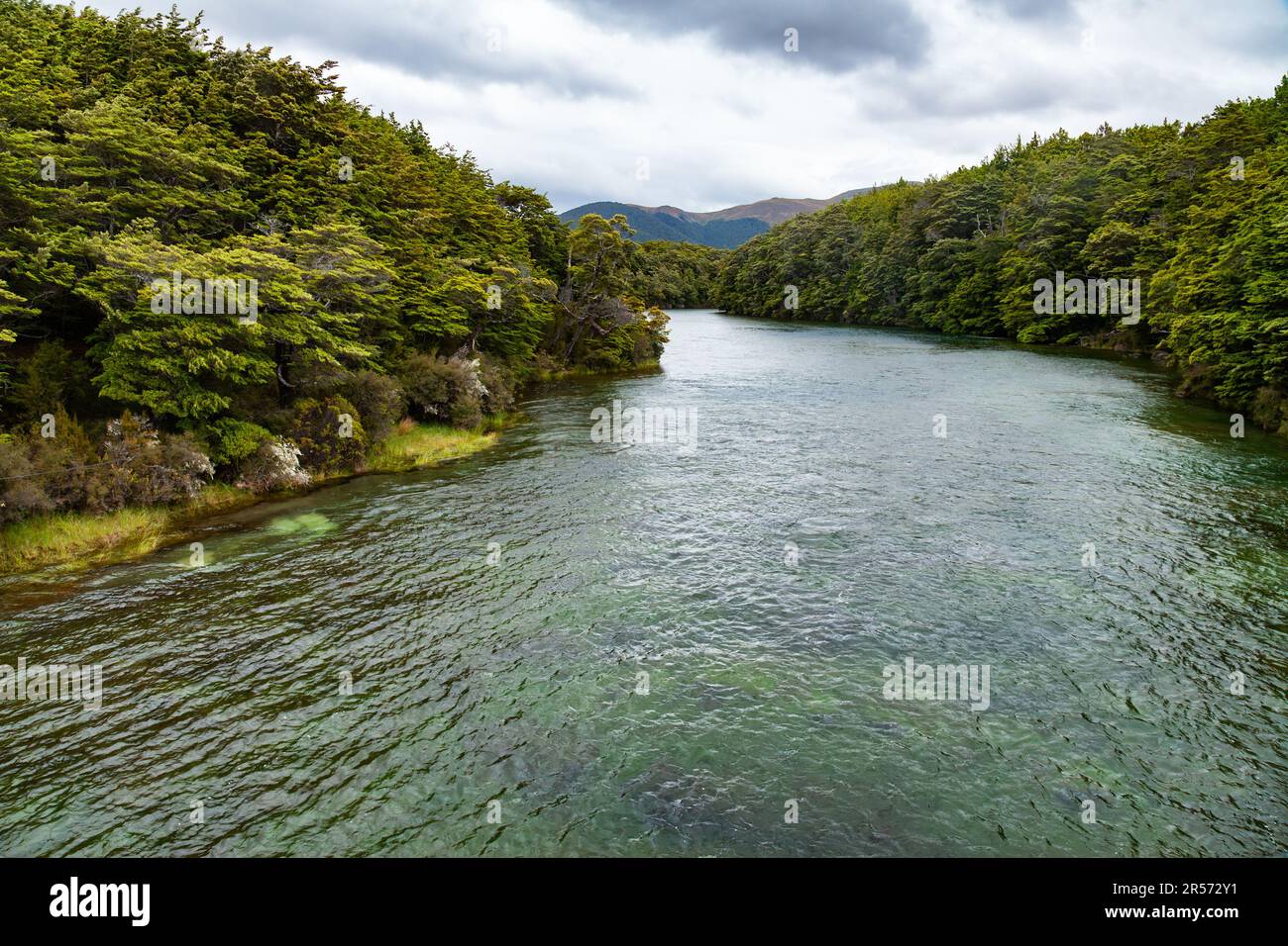 Clear turquoise waters of Mararoa River at Mavora Lakes protected area ...