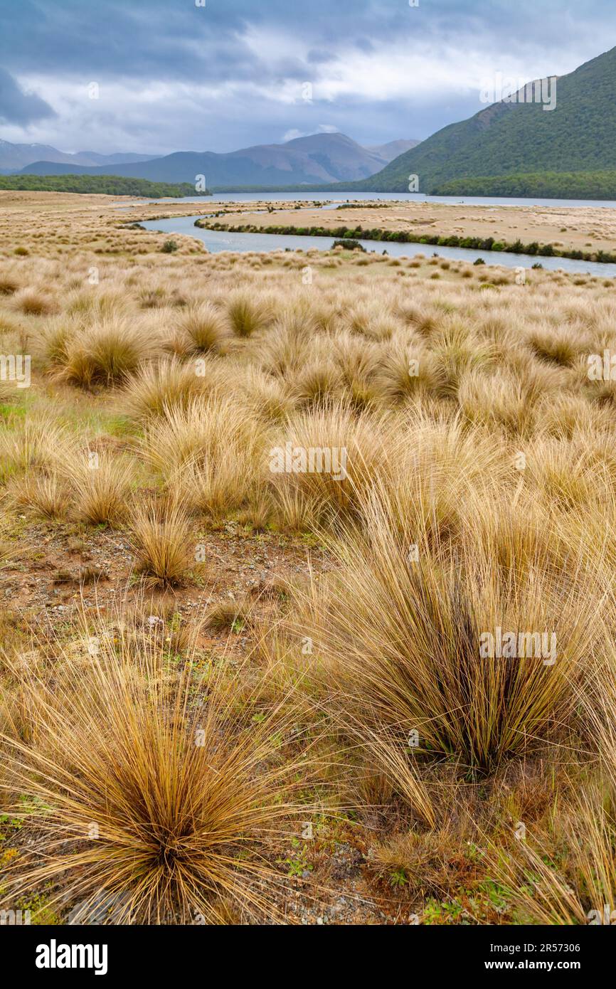 Tussock grass at the Mavora Lakes protected area, a part of Te ...