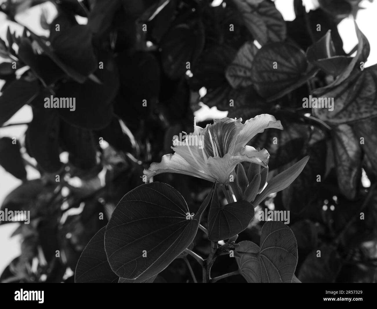 Black and white photo of solitary flower of the Bauhinia plant between ...