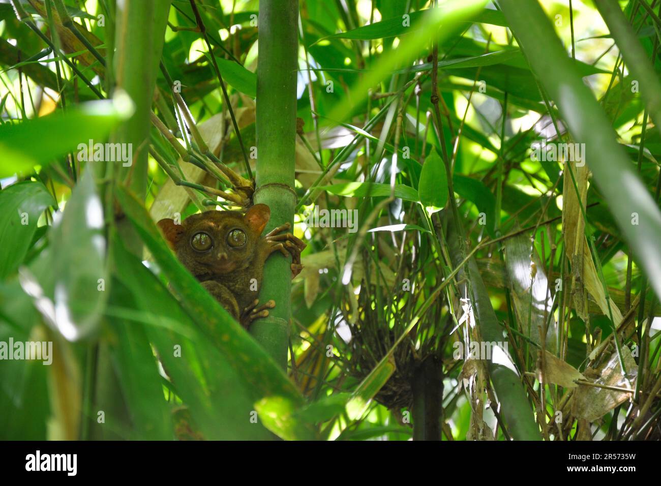 Philippines bohol island tarsier hi-res stock photography and images ...