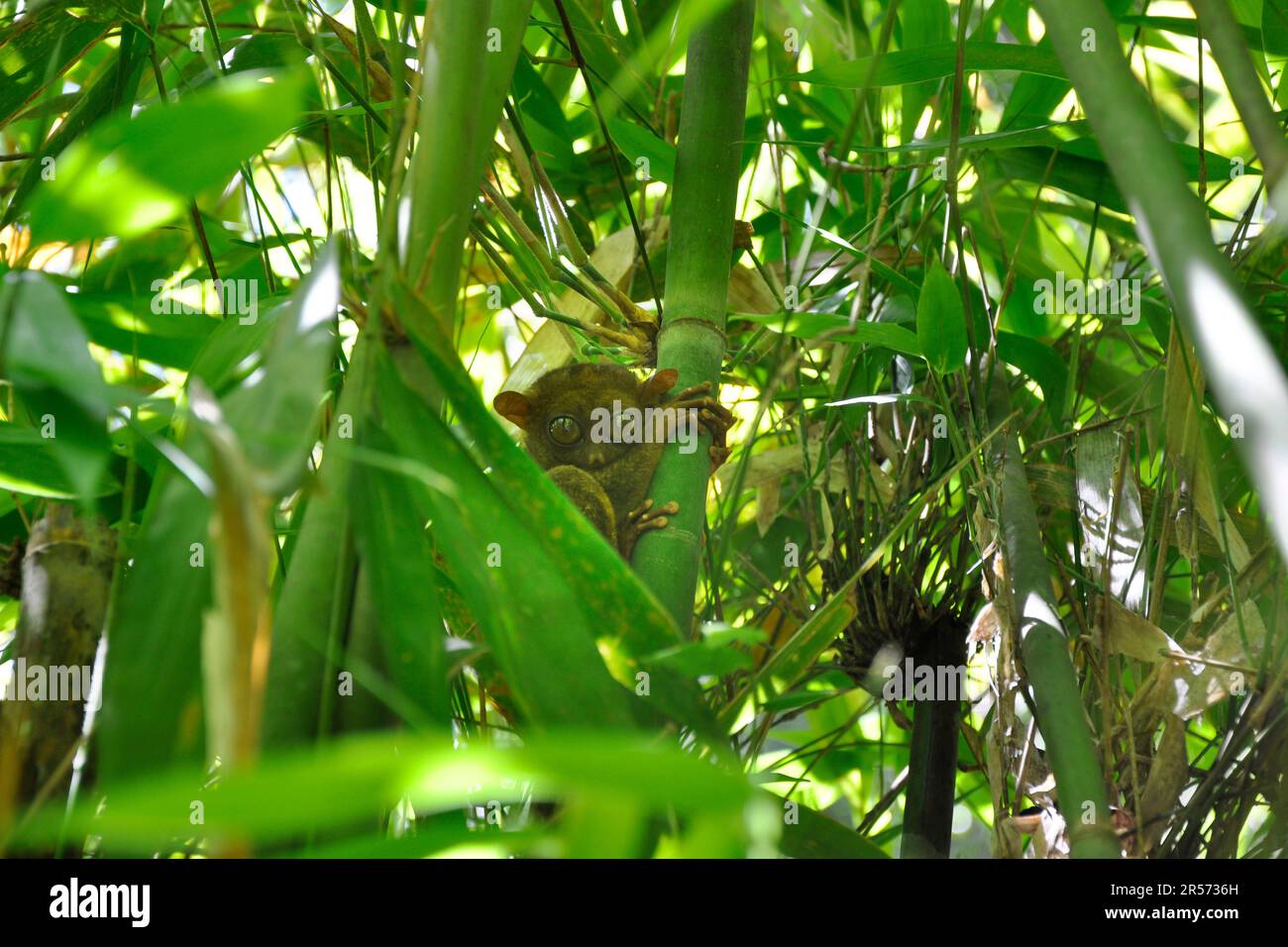 Fraterculus tarsier hi-res stock photography and images - Alamy