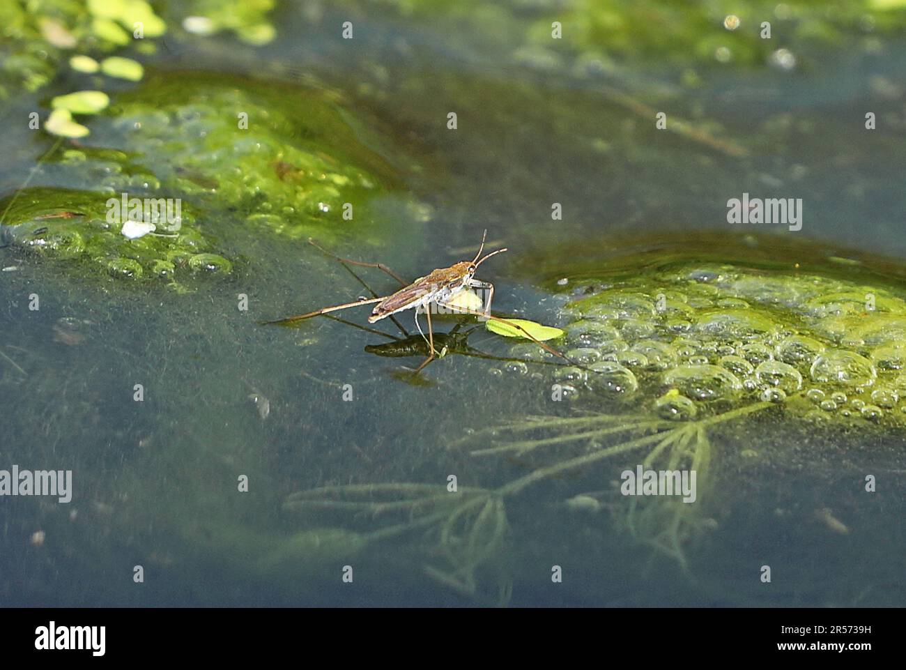 Common Pond Skater (Gerris lacustris) adult on surface of pond Eccles ...