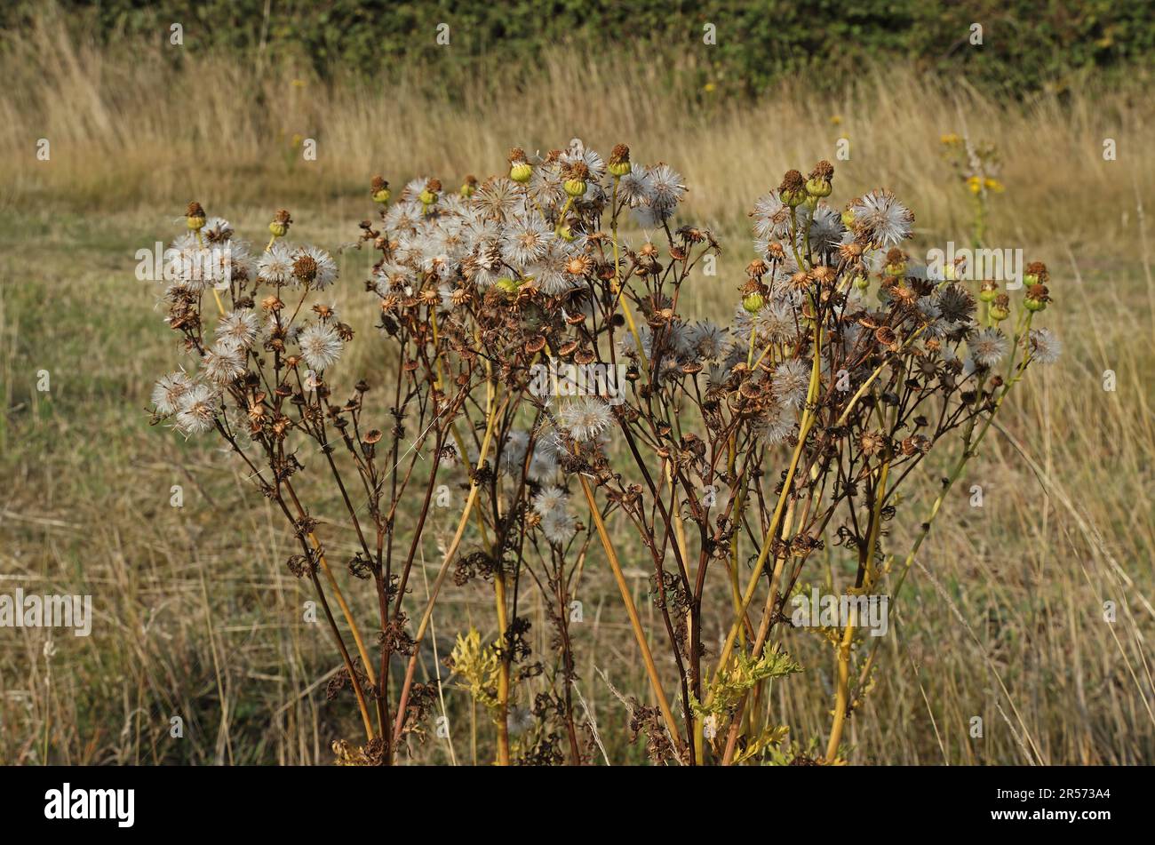 Common Ragwort (Jacobaea vulgaris) flowering heads that have set seed ...