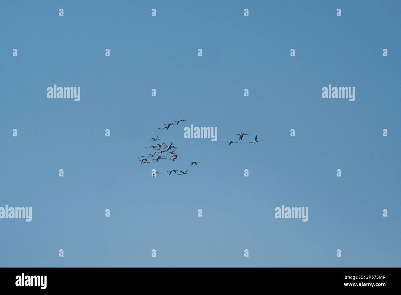 Flock flamingo flying formation hi-res stock photography and images - Alamy