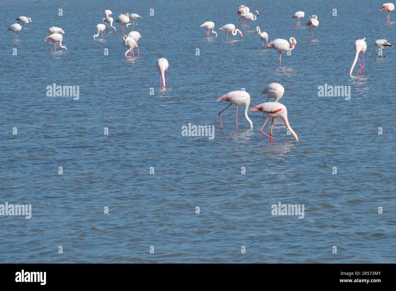 Flamingos national park conservation hi-res stock photography and ...