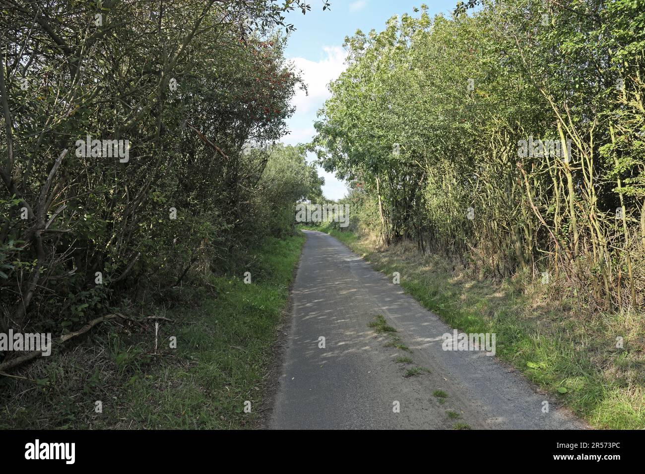 view along country lane with high hedgerows Eccles-on-Sea, Norfolk, UK ...