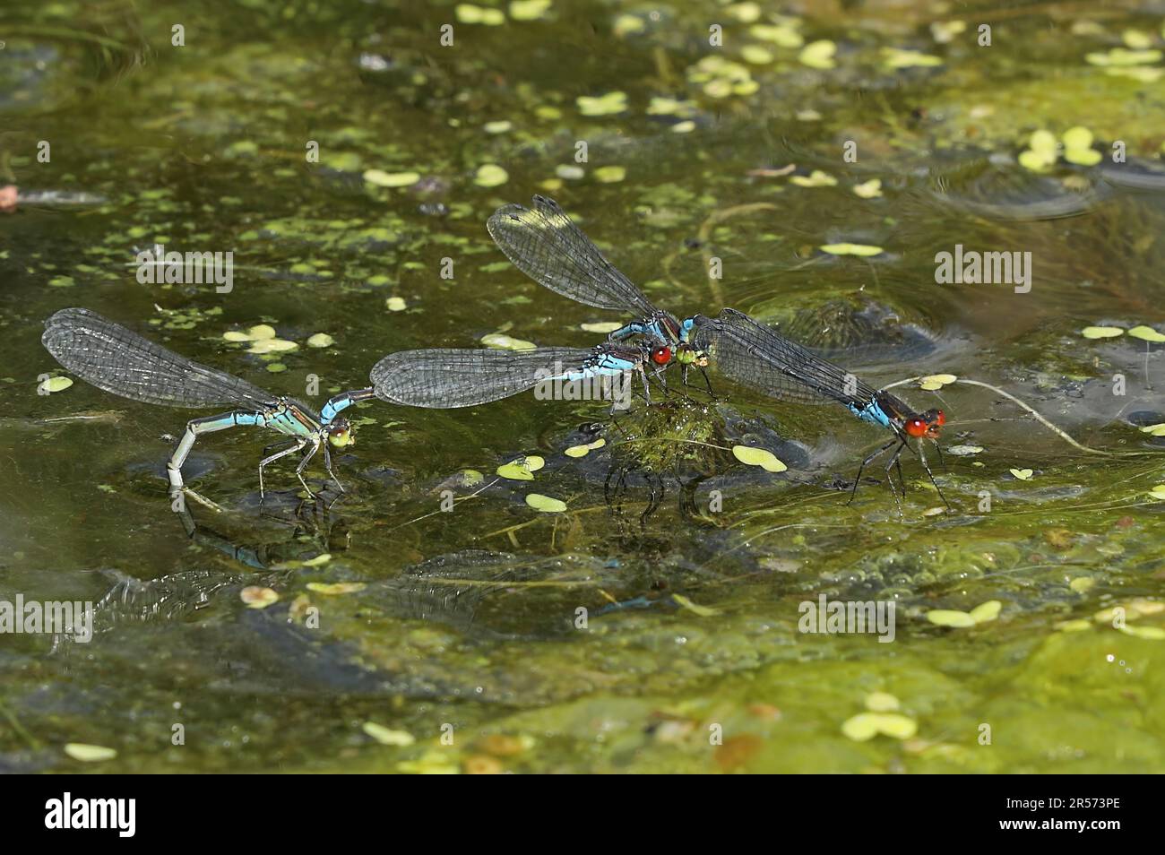Small Red-eyed Damselfly (Erythromma viridulum) two pairs mating and ...