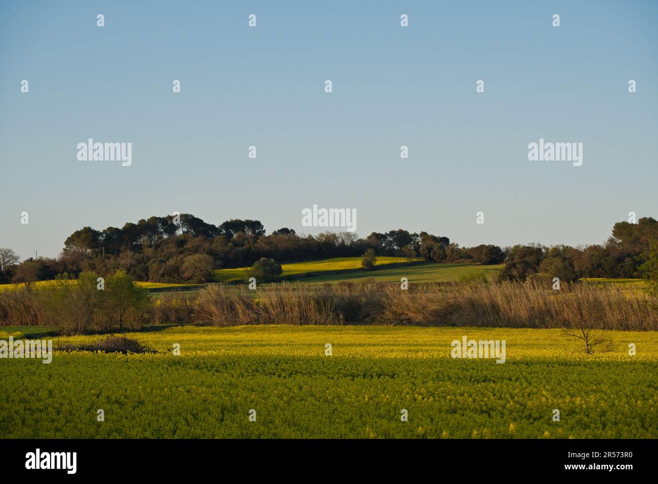 Field of massive color hi-res stock photography and images - Alamy